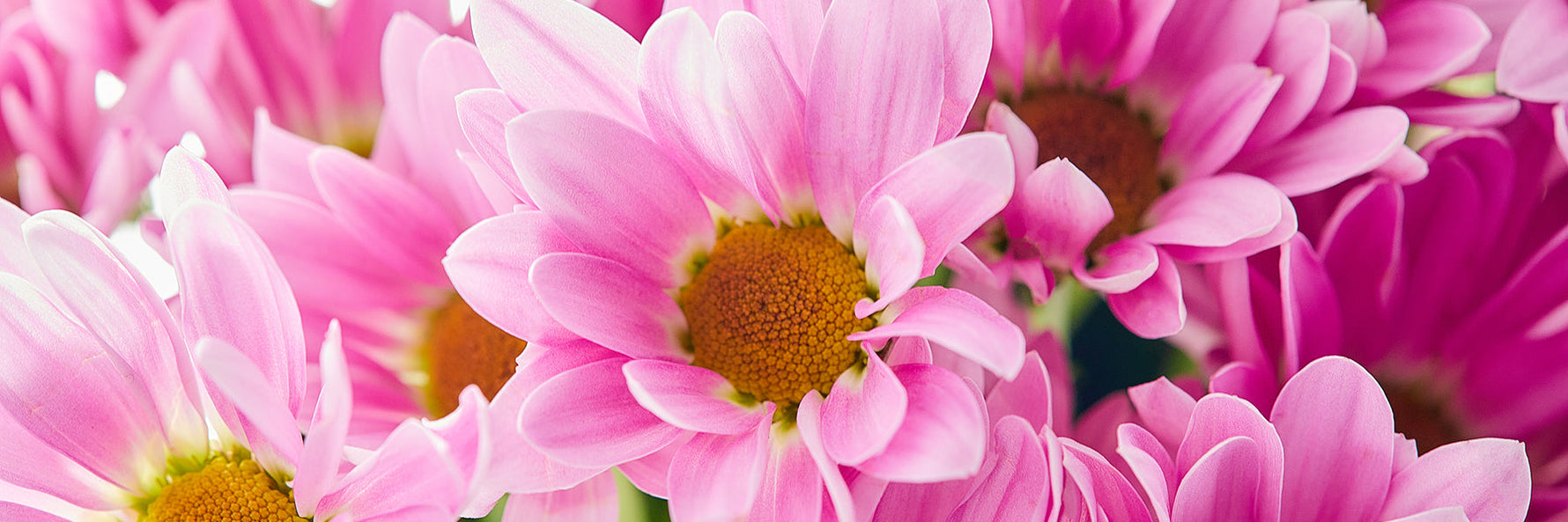 Spring Flower Delivery Toms River | Skips Florist & Gifts–Skips Florist ...